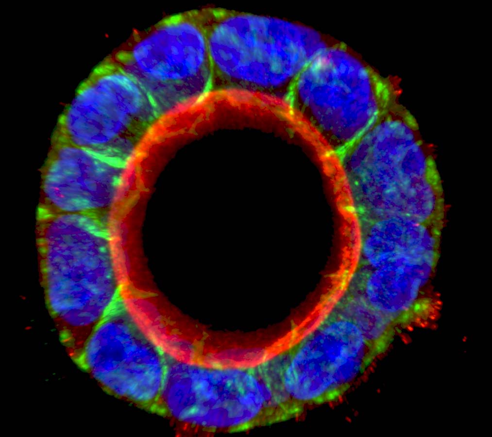 OUH - Advanced Light Microscopy Montebello