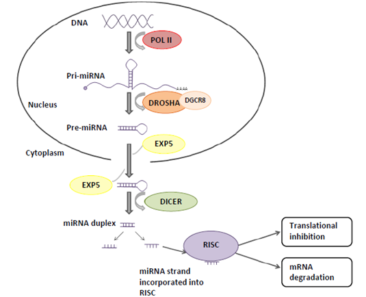 OUH - Cancer Genome Variation