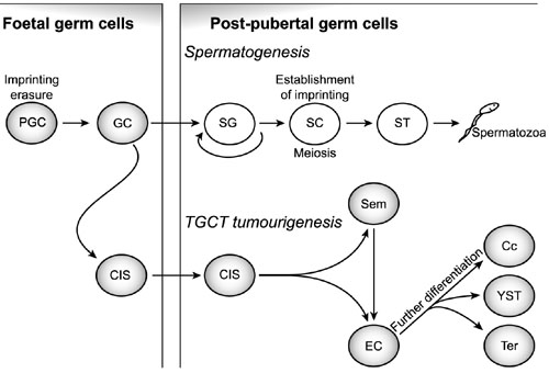 OUH - Genetics Group (Lothe)