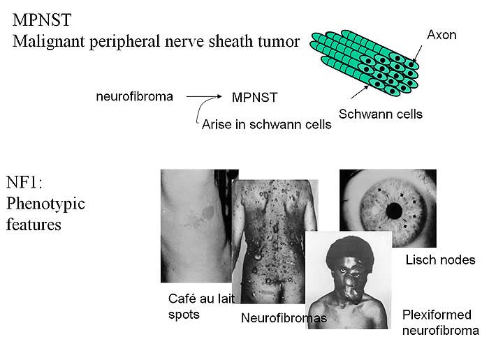 OUH - Genetics Group (Lothe)