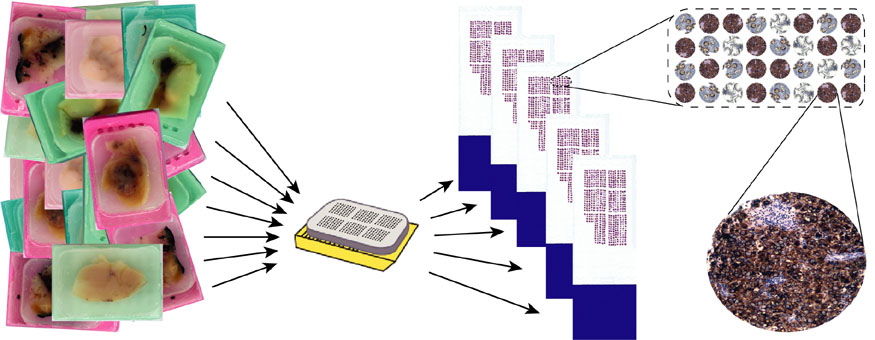 OUH - Genetics Group (Lothe)