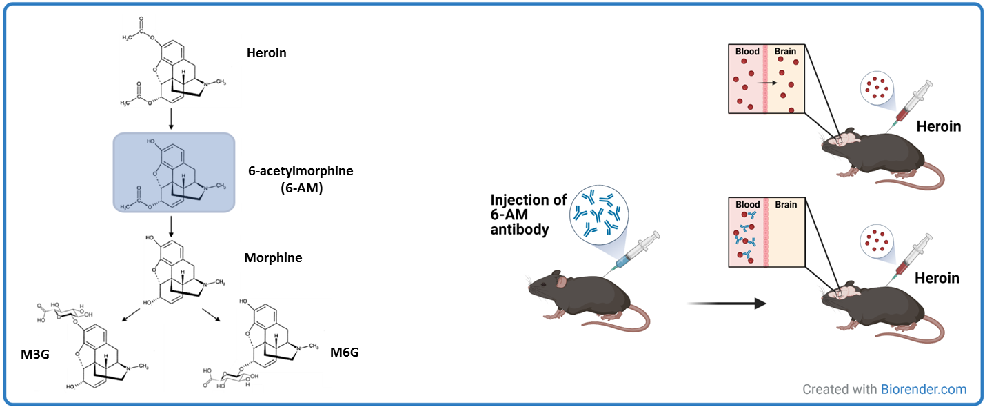 OUH - Heroin: From Injection to Treatment