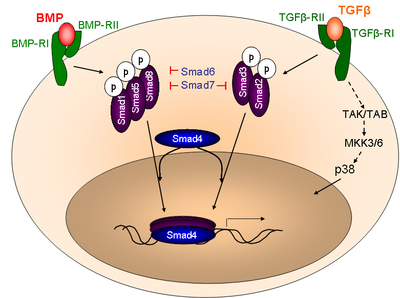 Oslo University Hospital Research