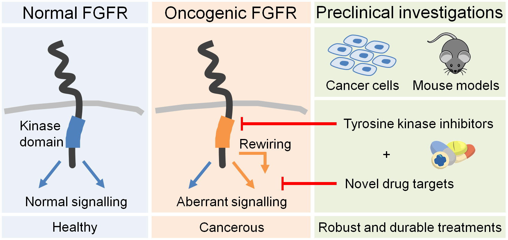 OUH - FGFR signalling